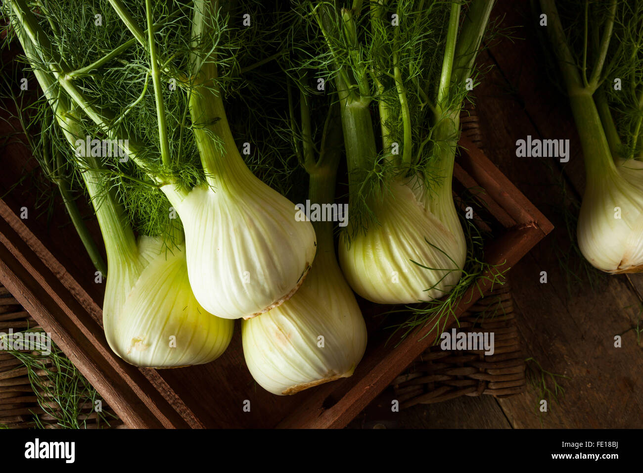 Pianta di finocchio immagini e fotografie stock ad alta risoluzione - Alamy