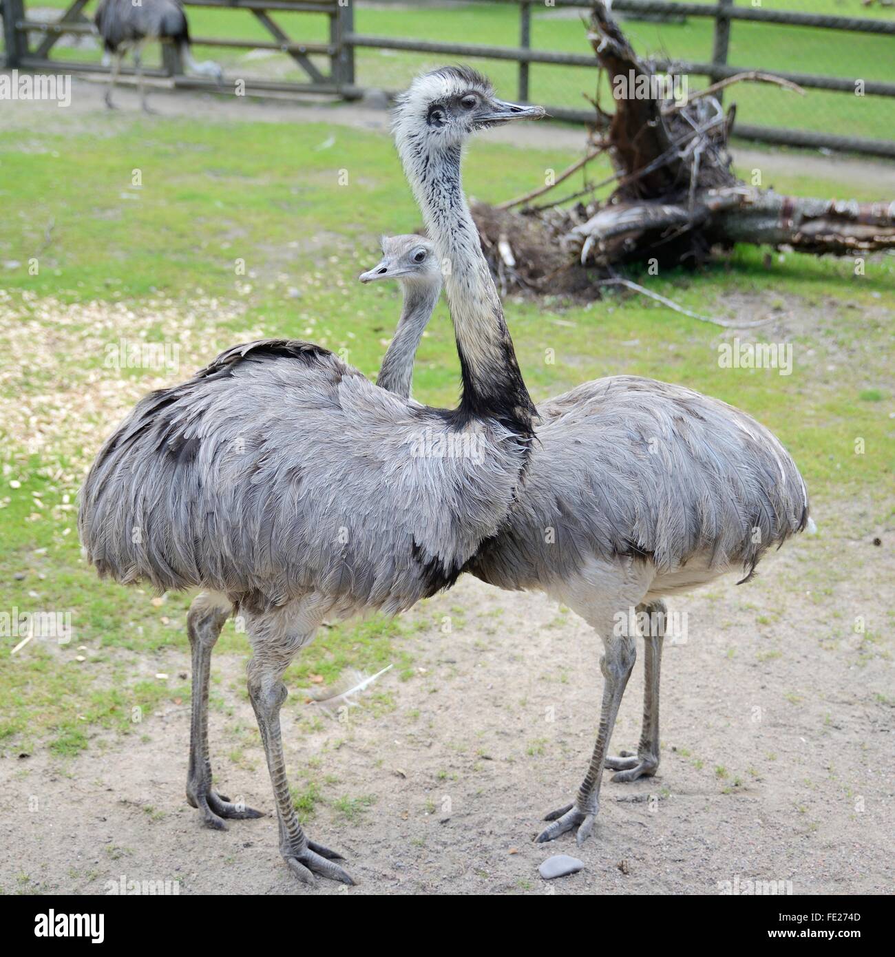 American rhea immagini e fotografie stock ad alta risoluzione - Alamy