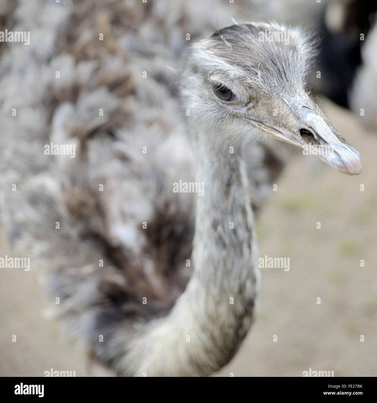 American rhea immagini e fotografie stock ad alta risoluzione - Alamy