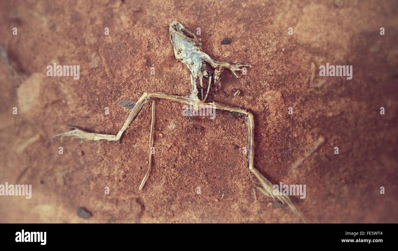 Frog skeleton immagini e fotografie stock ad alta risoluzione - Alamy