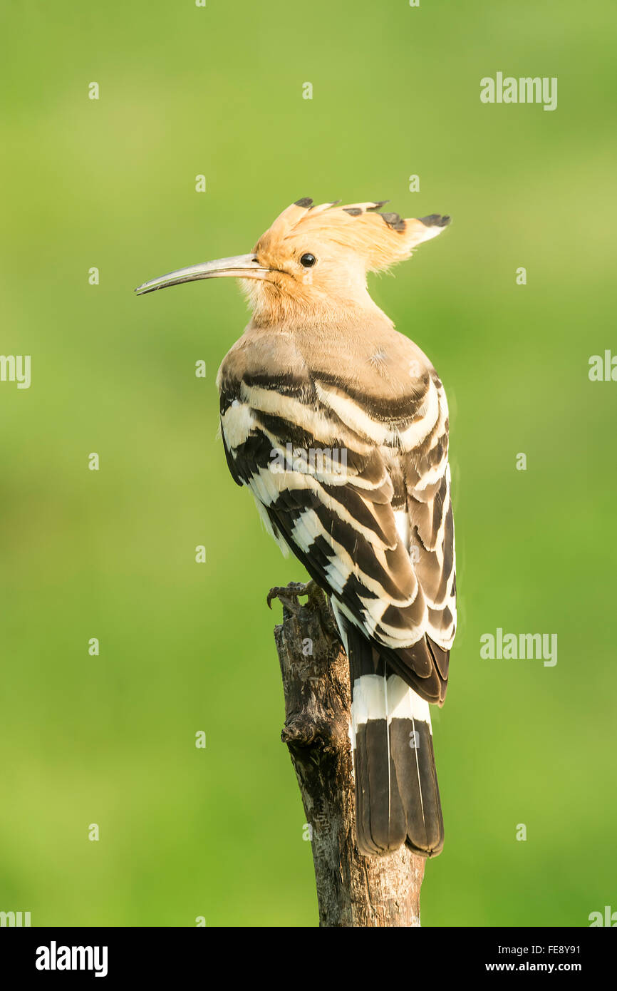 Upupa foresta pluviale immagini e fotografie stock ad alta risoluzione ...