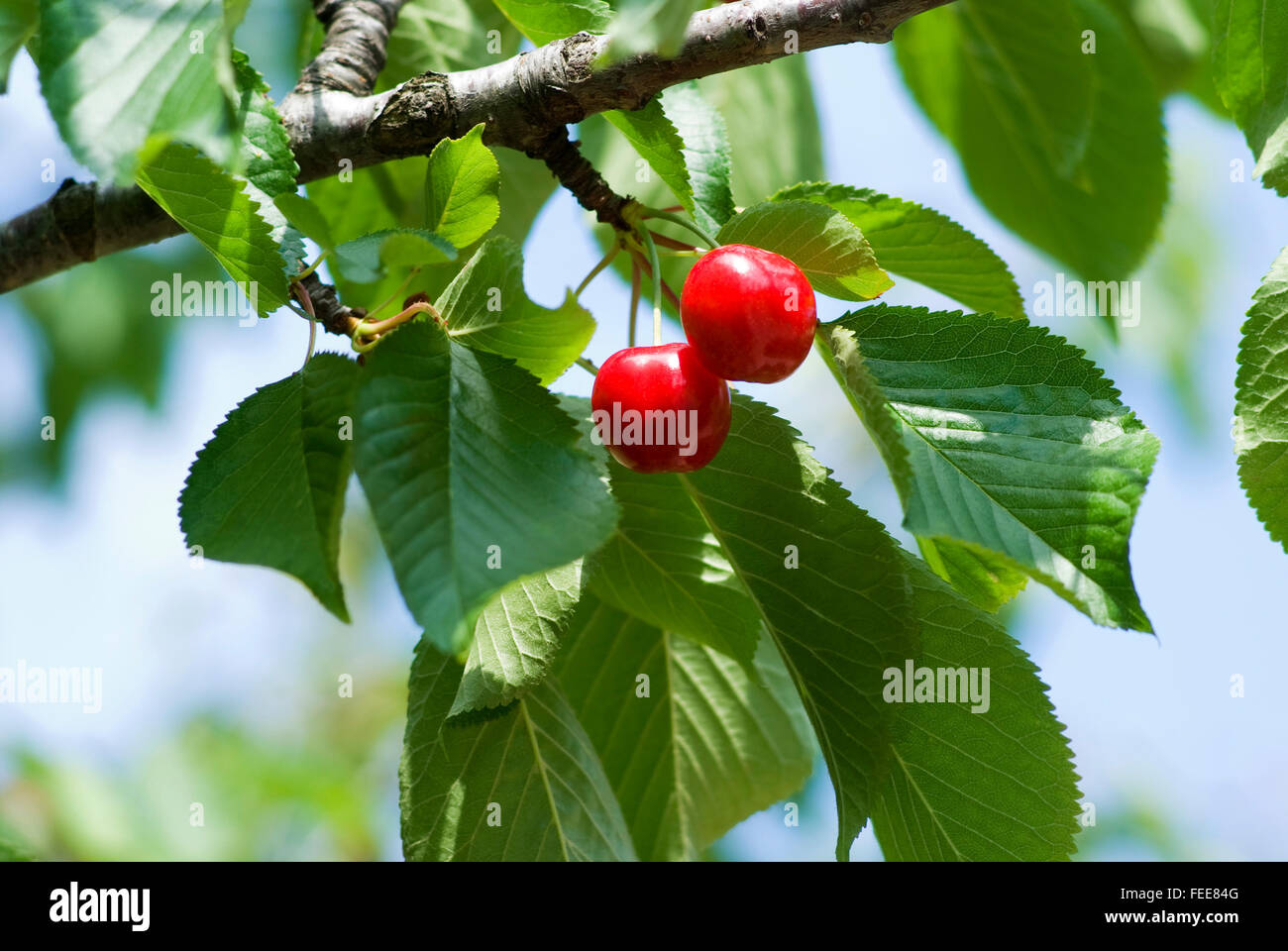 Albero che perde immagini e fotografie stock ad alta risoluzione - Alamy
