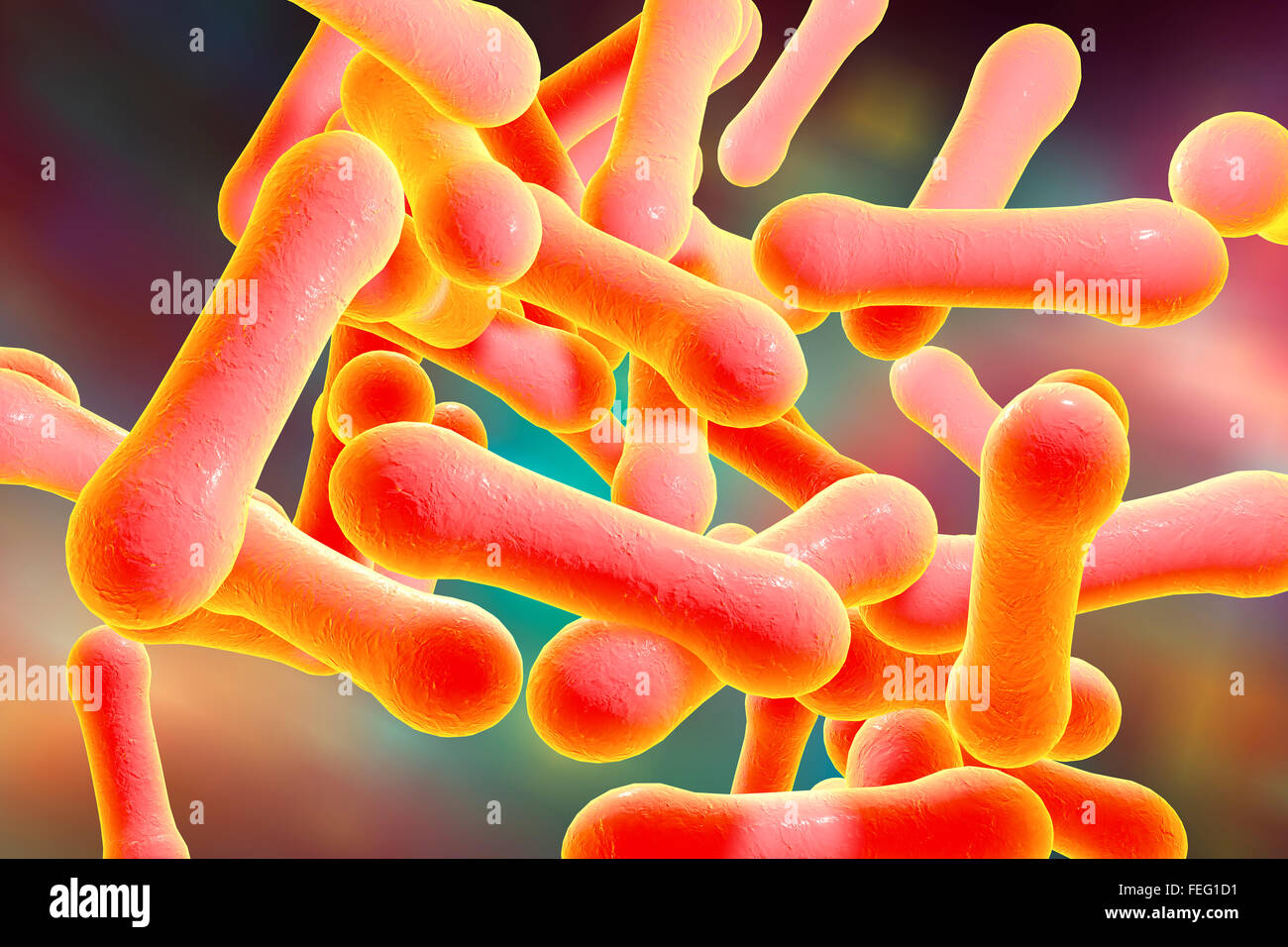 Batteri della difterite del corynebacterium immagini e fotografie stock ...