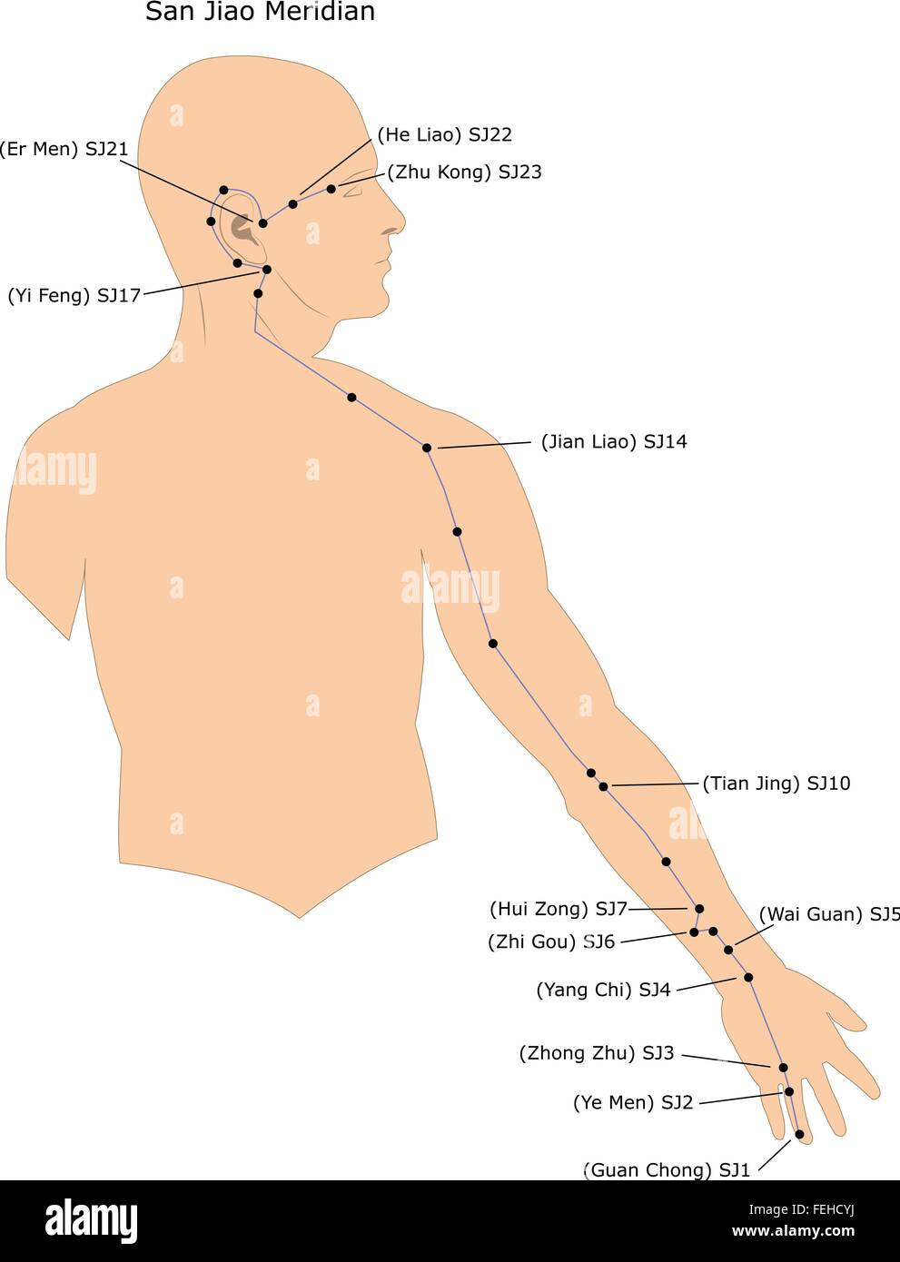 Meridiani Agopuntura Immagini e Fotos Stock - Alamy