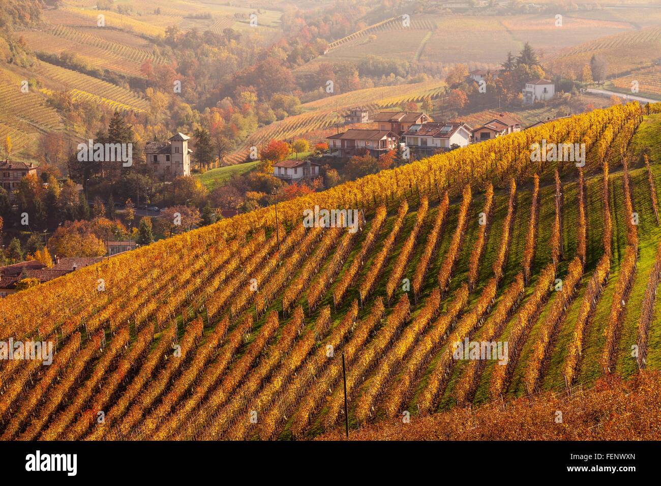 Vigneti nella langhe immagini e fotografie stock ad alta risoluzione ...