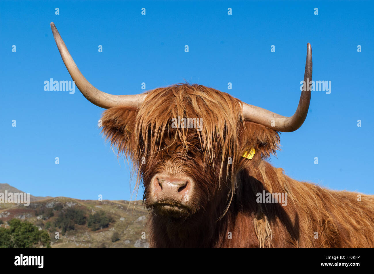 Mucca con grandi corna immagini e fotografie stock ad alta risoluzione ...