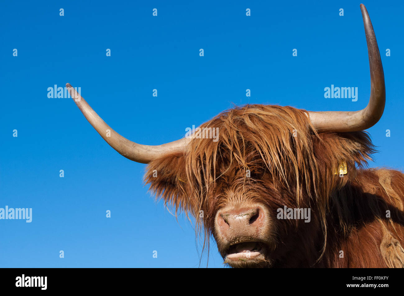 Mucca scozzese pelosa con le corna immagini e fotografie stock ad alta ...