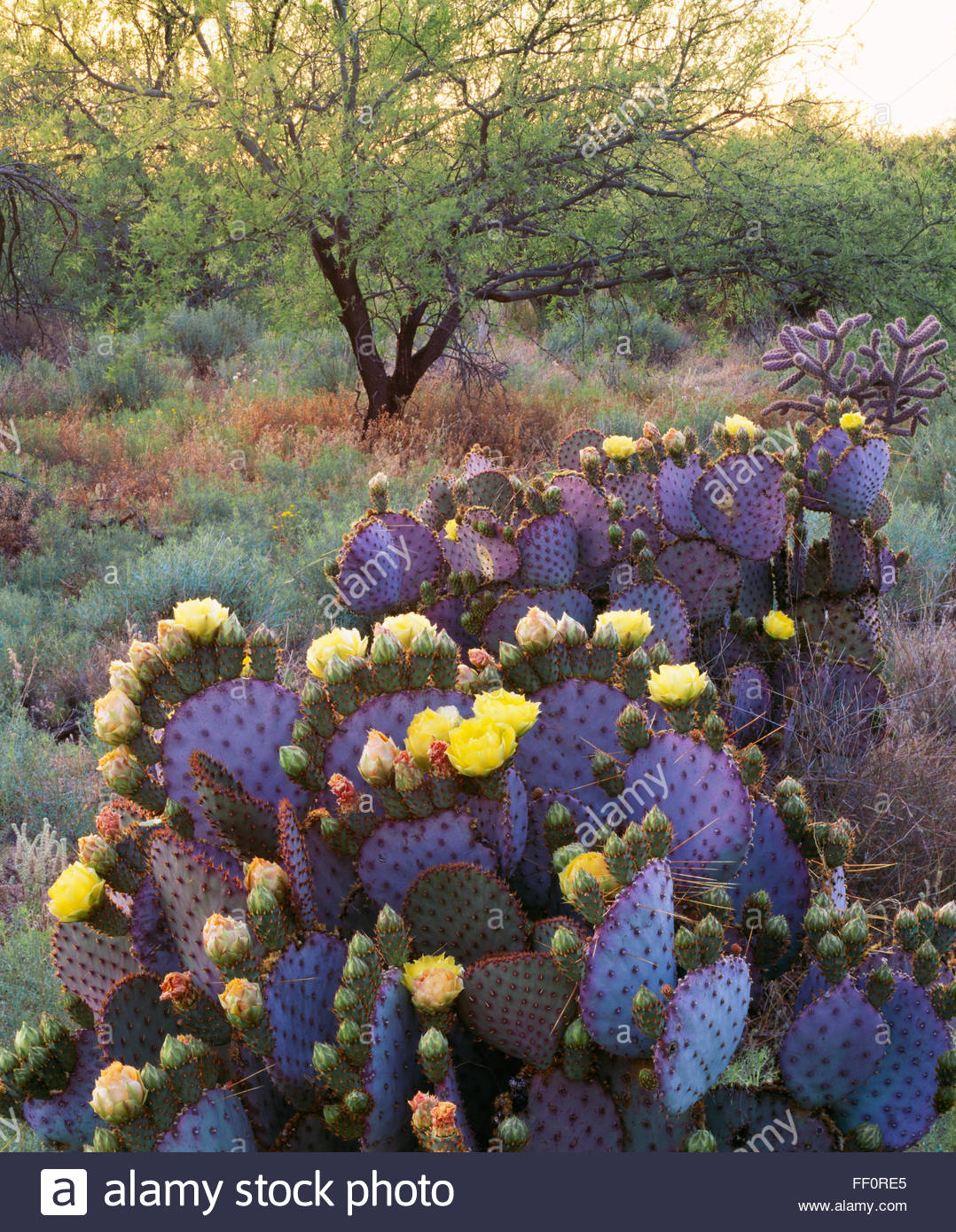 Il magico cactus viola che cresce nel deserto del Durango—MEXICO ...