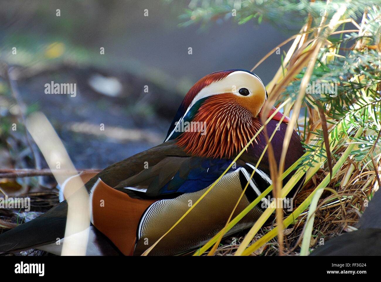 Anatra colorata immagini e fotografie stock ad alta risoluzione - Alamy