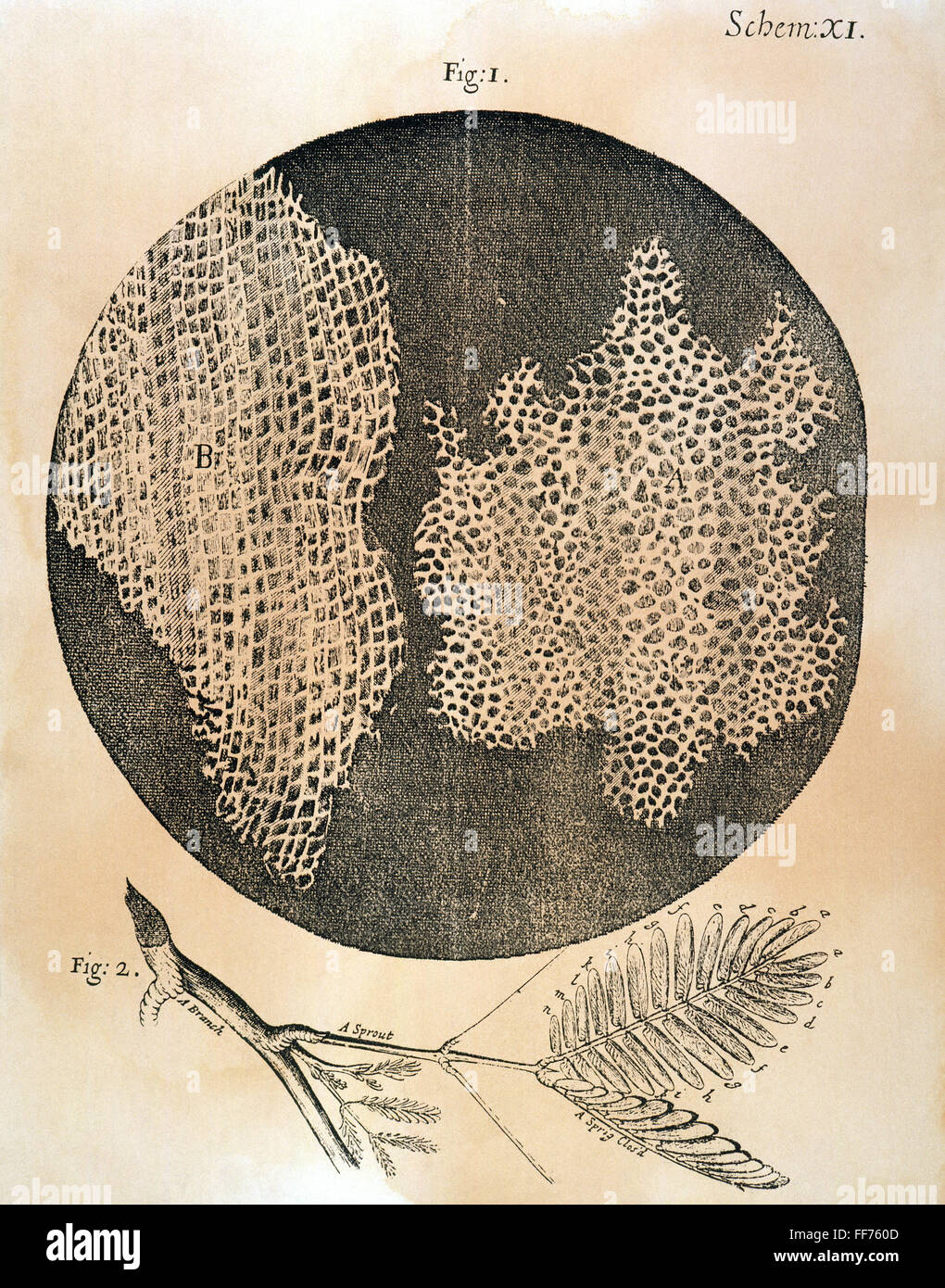 HOOKE: STRUTTURA DEL SUGHERO. /Nla struttura di sughero come osservato ...