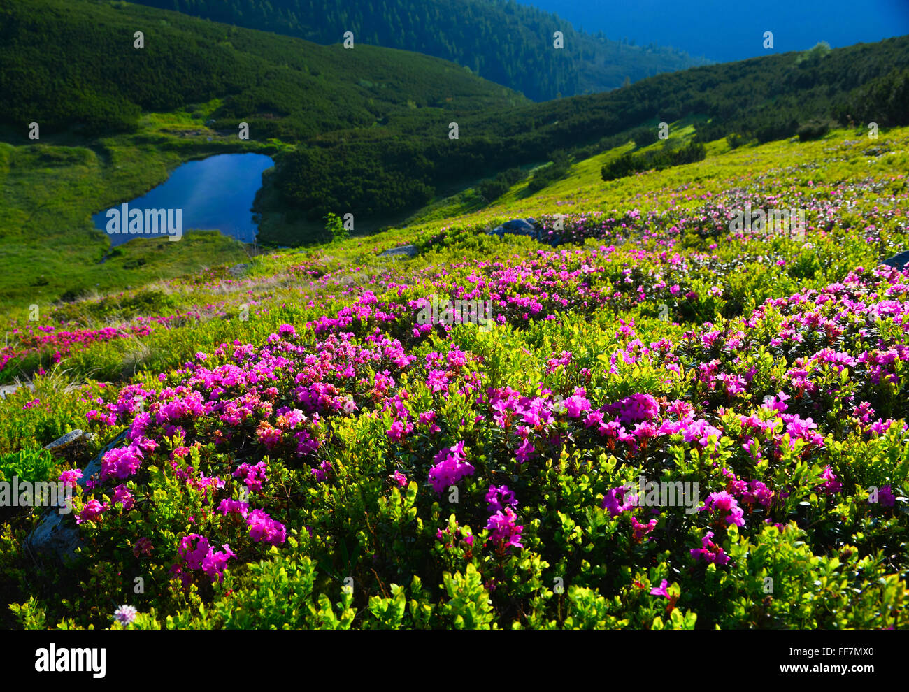 Rododendro di montagna immagini e fotografie stock ad alta risoluzione ...