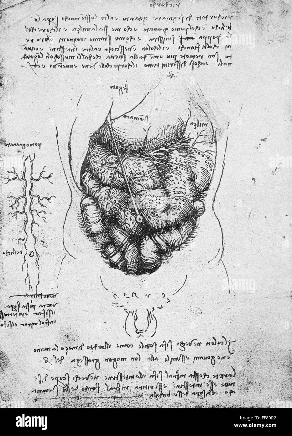 LEONARDO: anatomia. /Nil sistema alimentare. Disegno, c1504-06, da ...