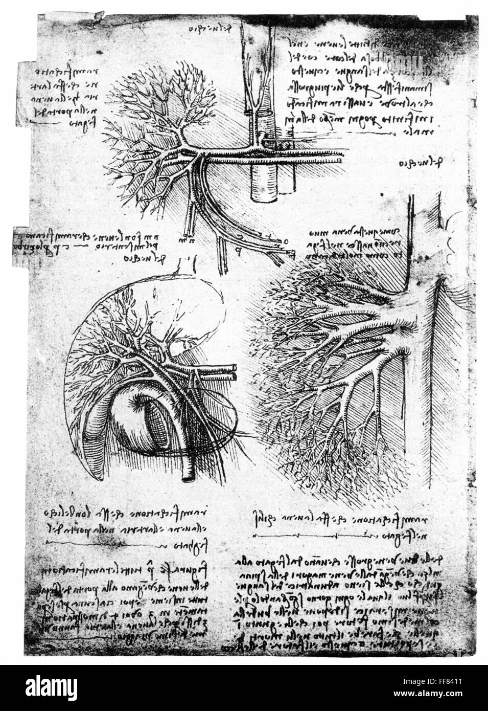 LEONARDO: anatomia, 1505. /Nil portale e vasi epatici. Disegno, c1504 ...