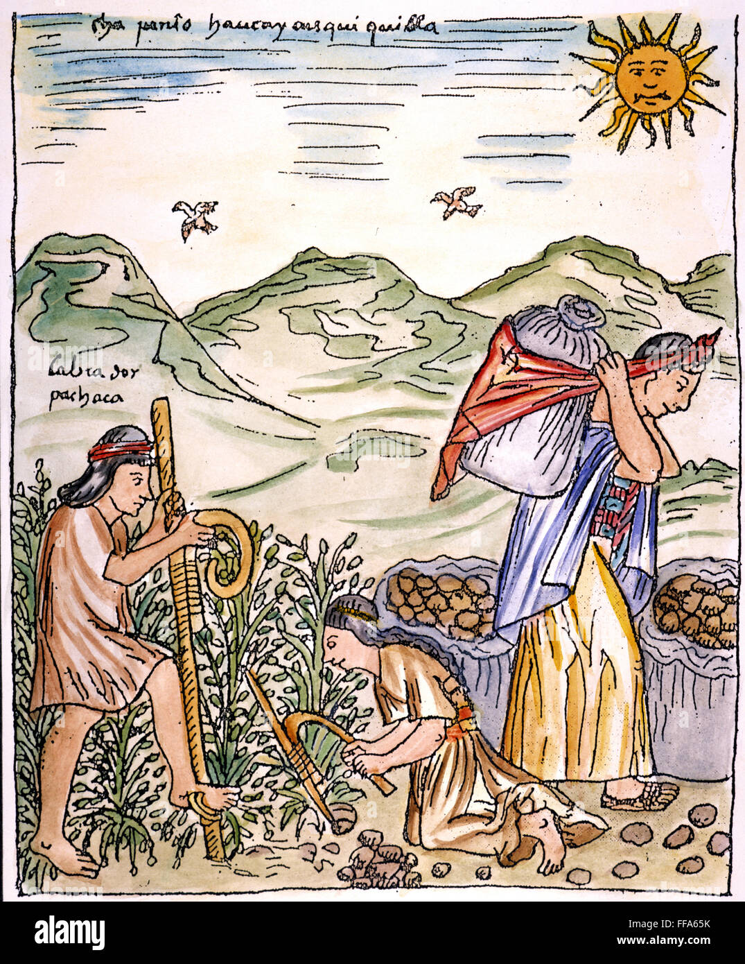 Gli agricoltori inca/ndigging e trasportare patate in Perù: disegno dal ...