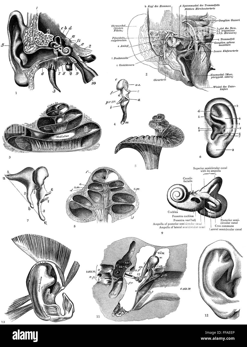 Anatomia: un orecchio umano. /NA serie di schemi anatomico che mostra ...