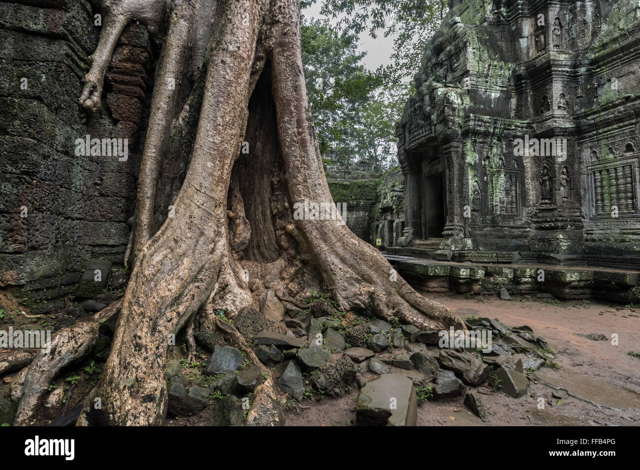 Seta grande-cotton tree (Ceiba pentandra) crescente sulla parete del Ta ...