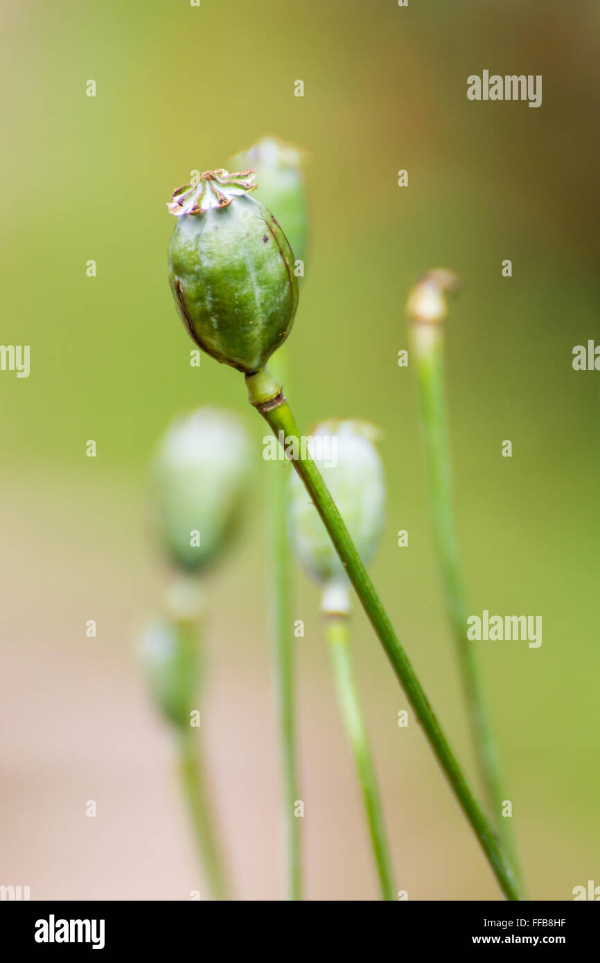 Uso di oppio immagini e fotografie stock ad alta risoluzione - Alamy