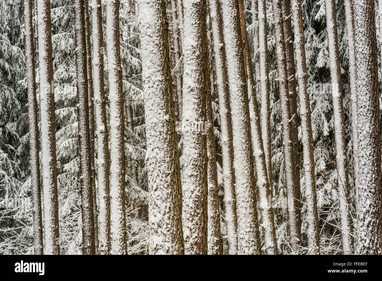 Bosco di conifere durante una nevicata immagini e fotografie stock ad ...