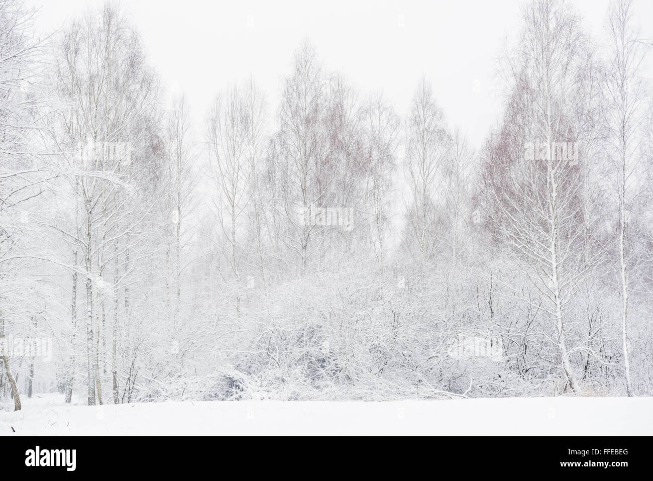 Bosco di conifere durante una nevicata immagini e fotografie stock ad ...