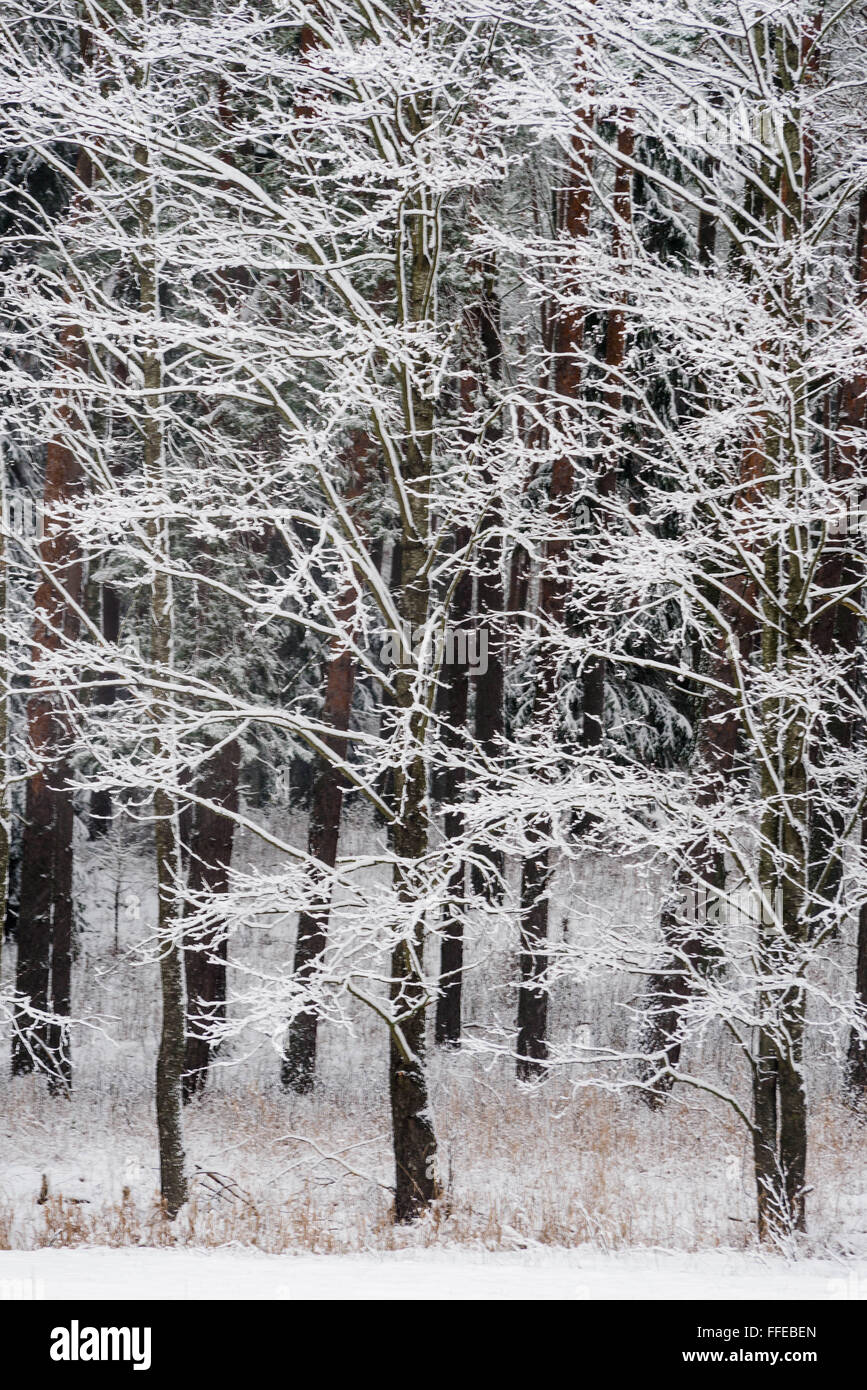Bosco di conifere durante una nevicata immagini e fotografie stock ad ...