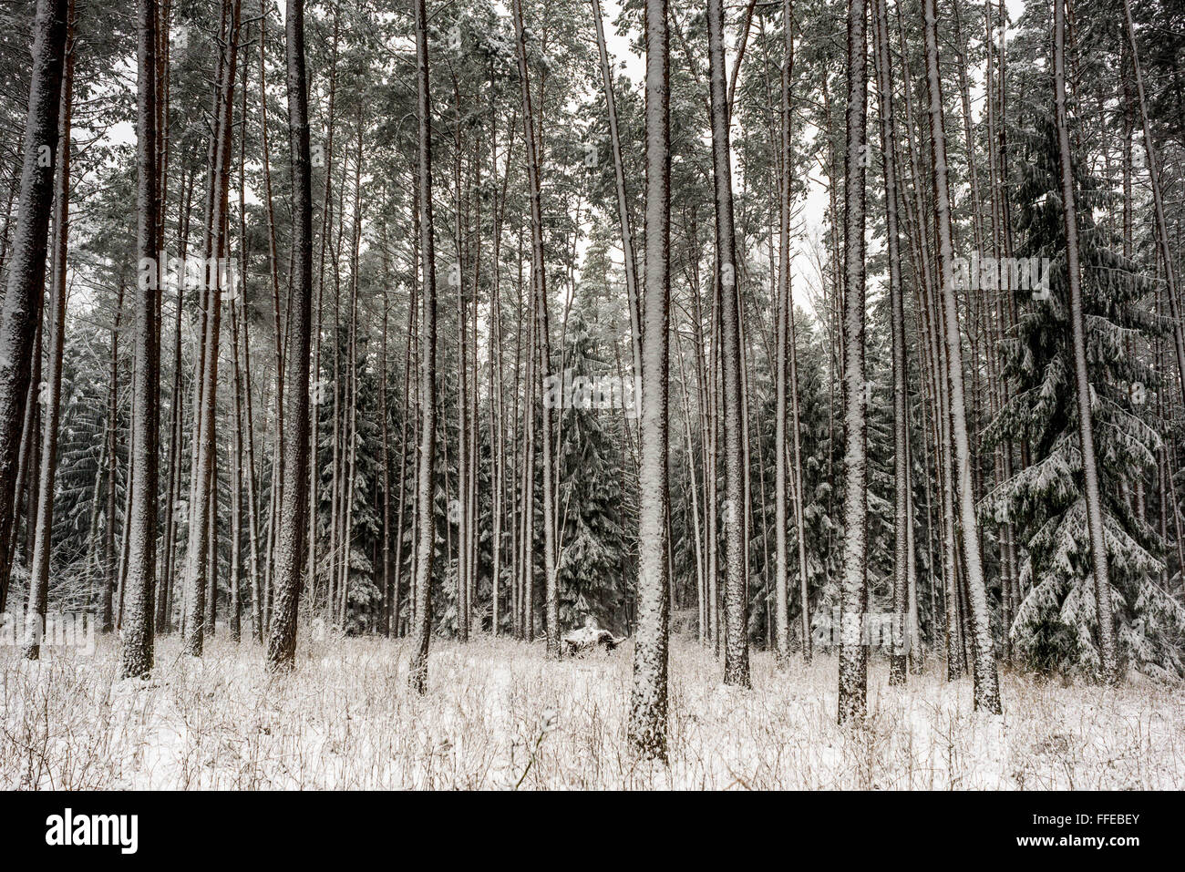 Bosco di conifere durante una nevicata immagini e fotografie stock ad ...