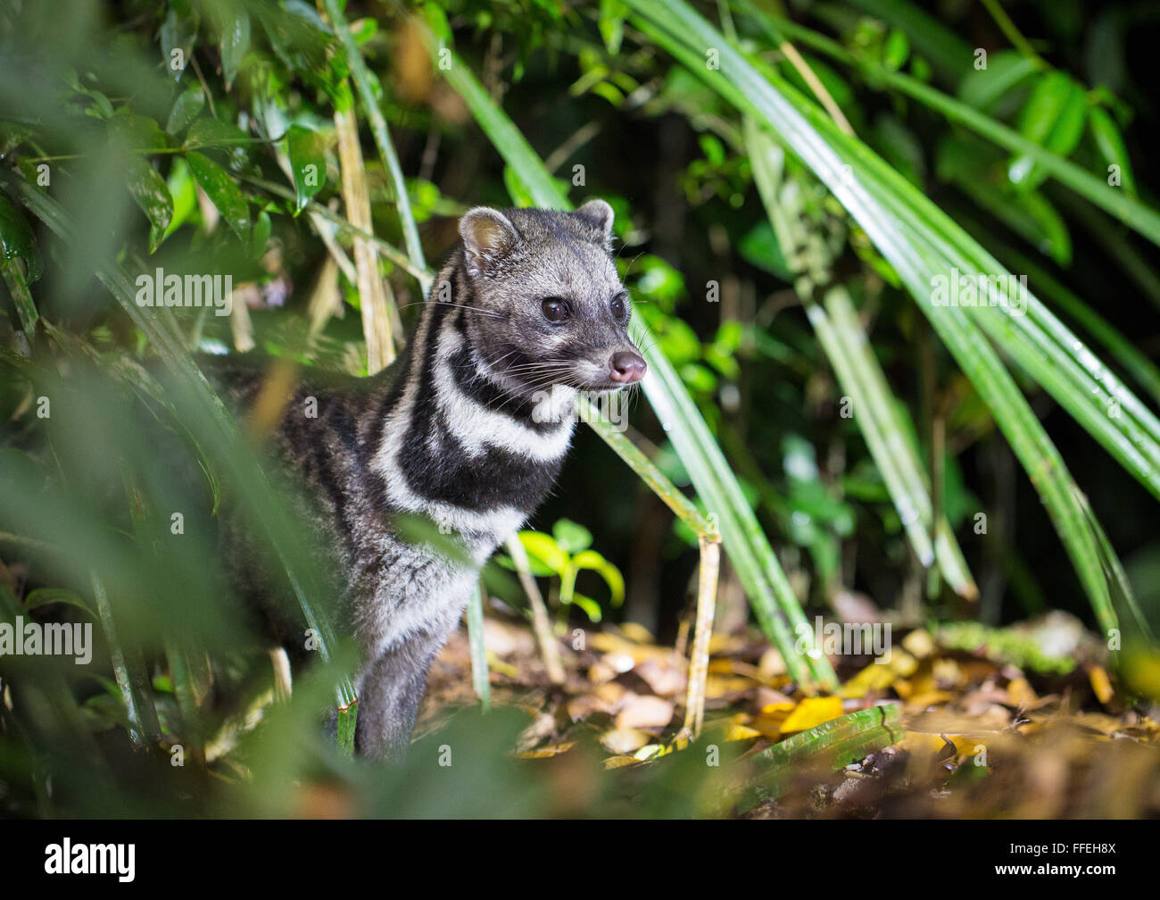 Zibetto nativo immagini e fotografie stock ad alta risoluzione - Alamy