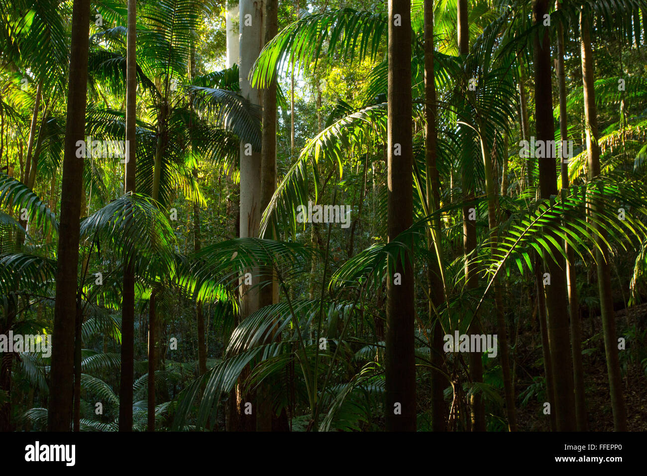 Foresta pluviale con palme immagini e fotografie stock ad alta ...
