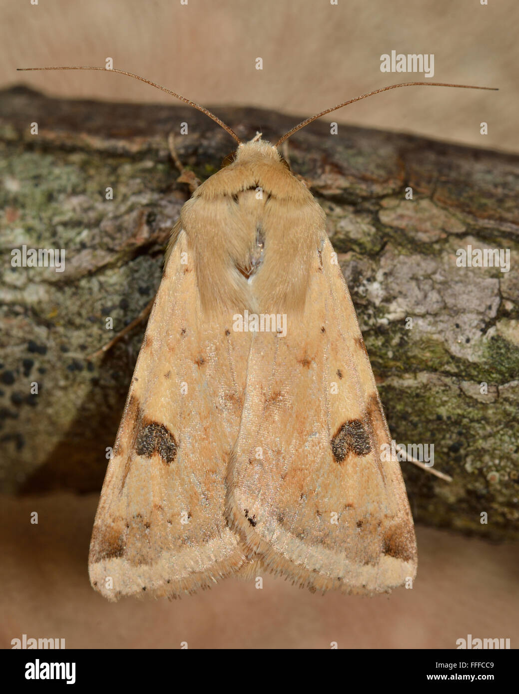 Helicoverpa peltigera immagini e fotografie stock ad alta risoluzione ...