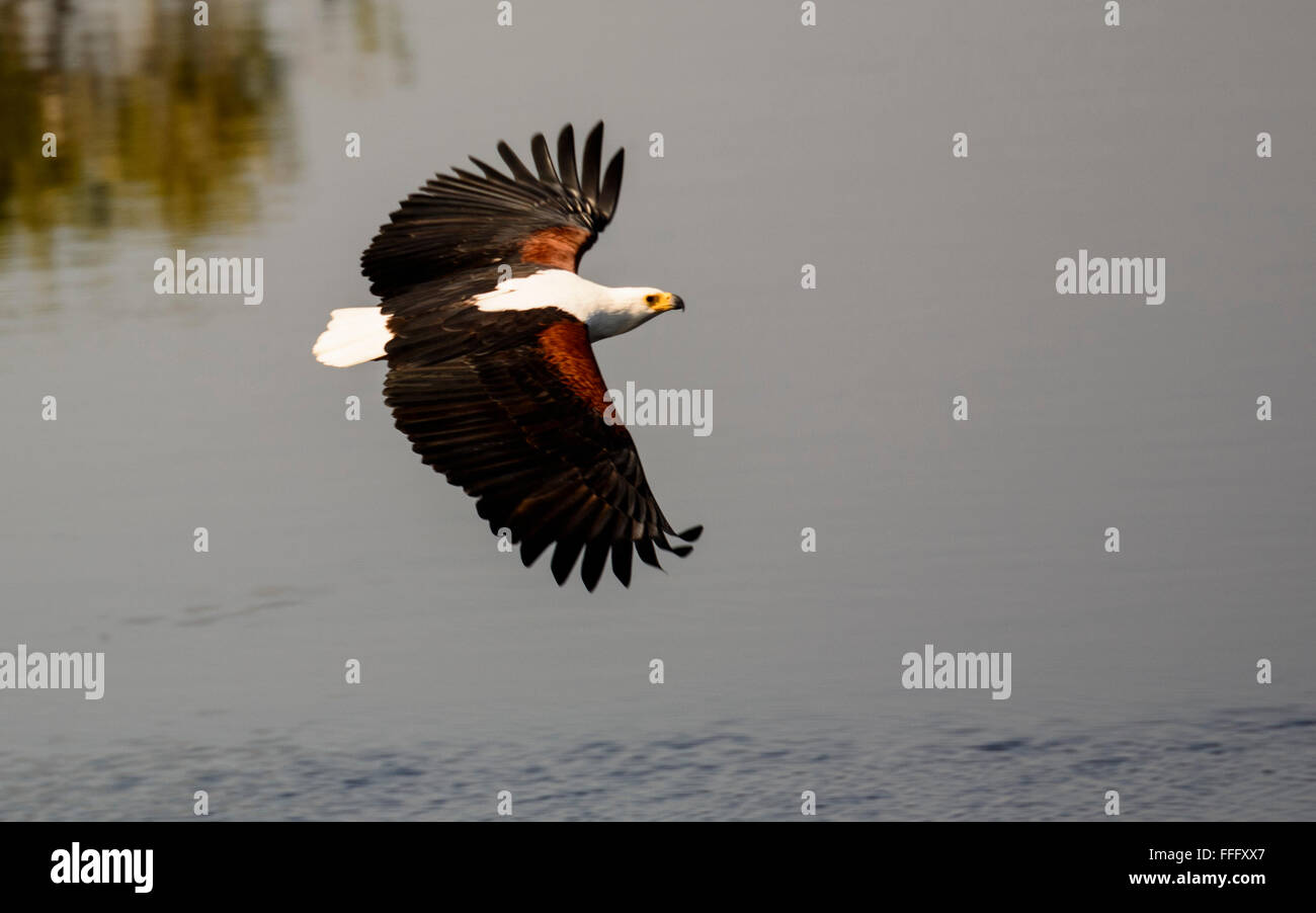 Pesce aquila pescatrice africana immagini e fotografie stock ad alta ...