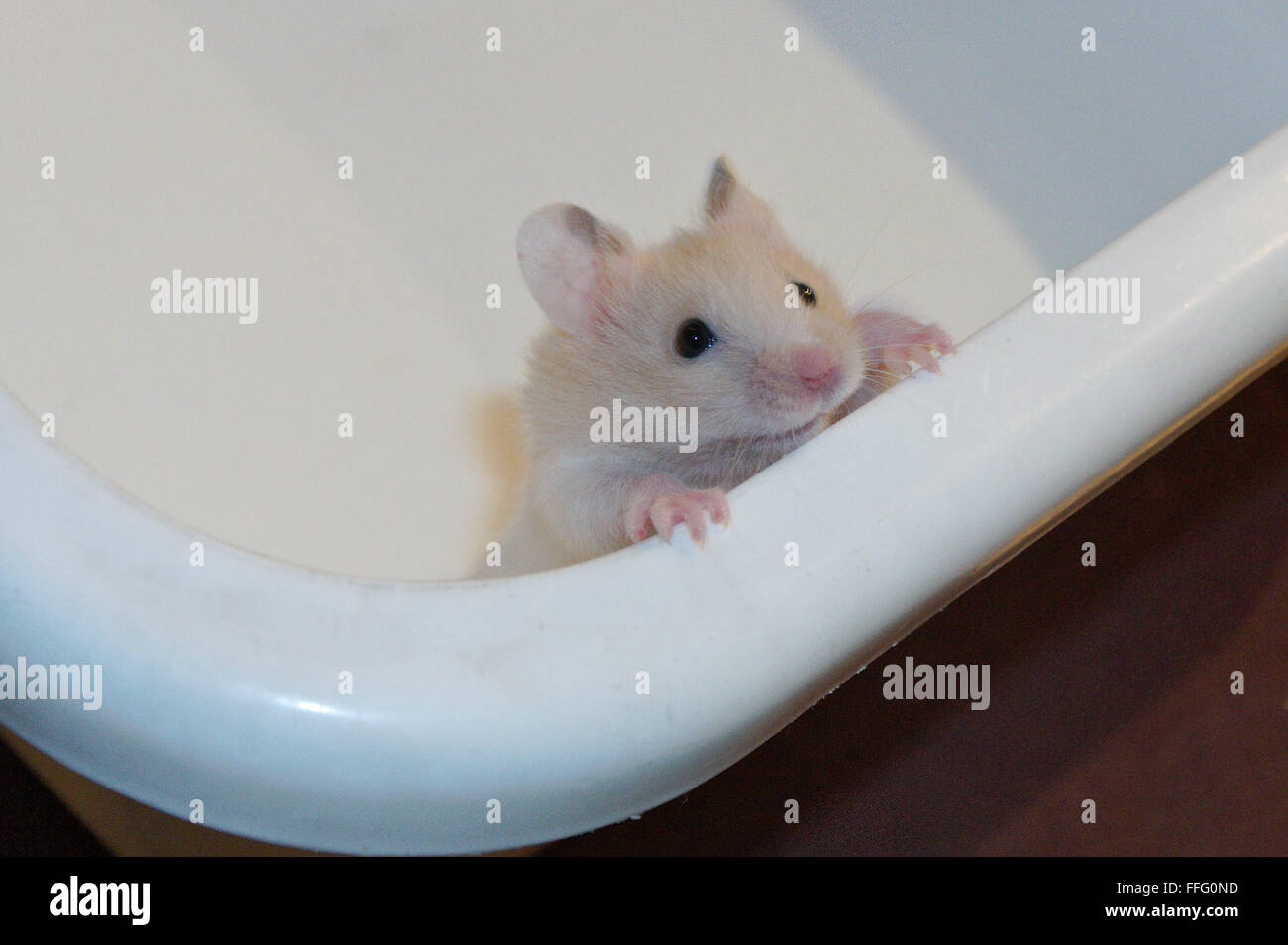 Criceto dorato immagini e fotografie stock ad alta risoluzione - Alamy