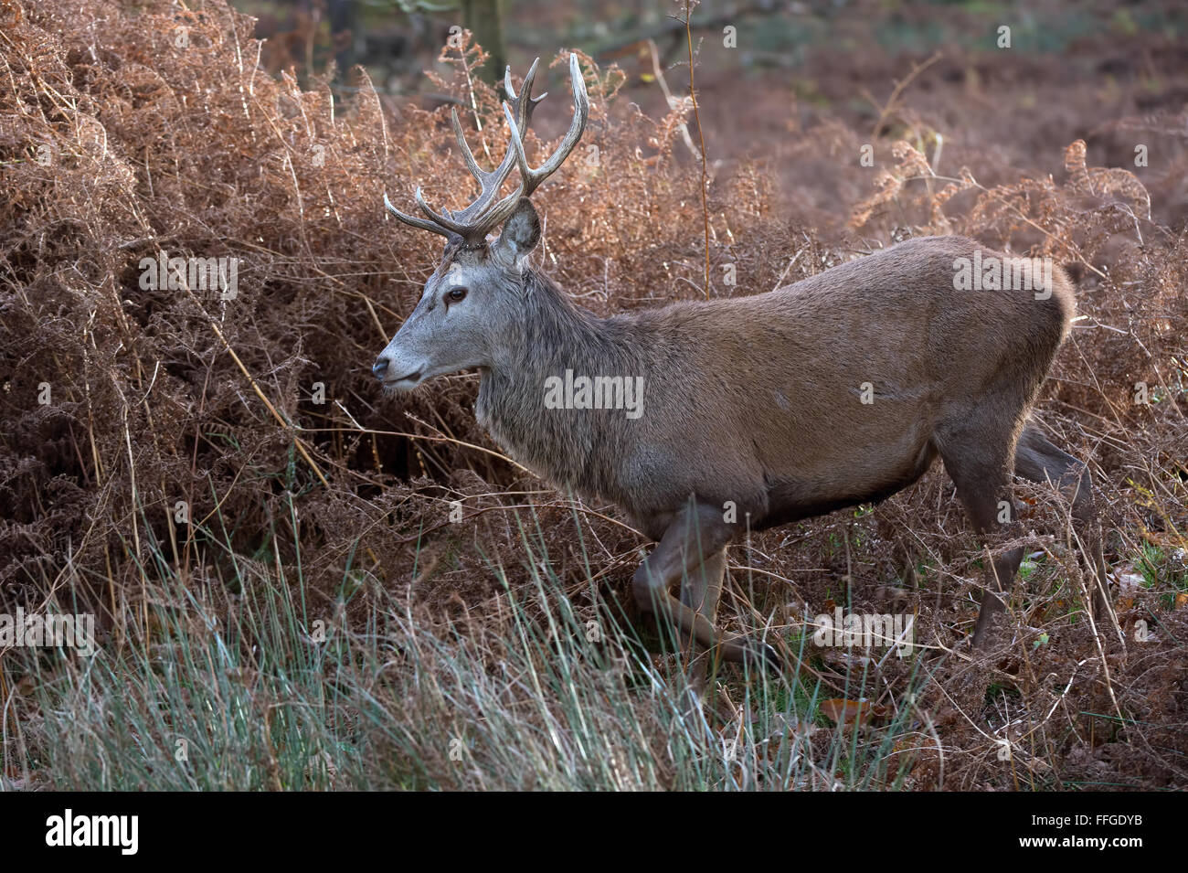 Cervo cervo elaphus immagini e fotografie stock ad alta risoluzione - Alamy