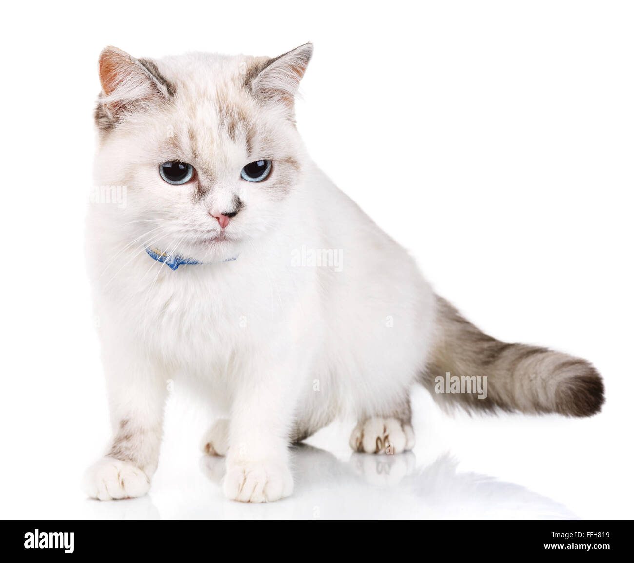 Gatto su uno sfondo bianco immagini e fotografie stock ad alta ...