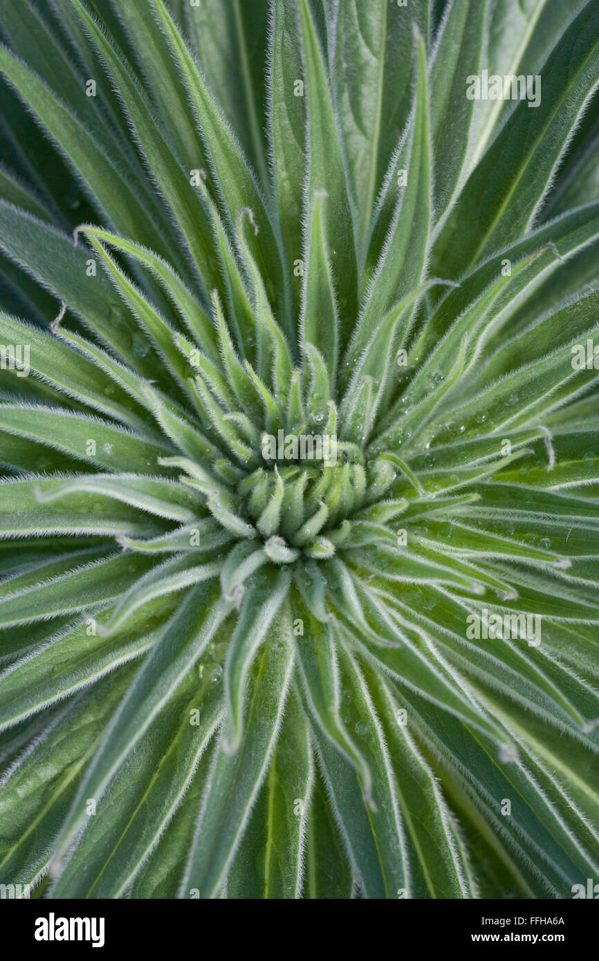 Furry cactus immagini e fotografie stock ad alta risoluzione - Alamy