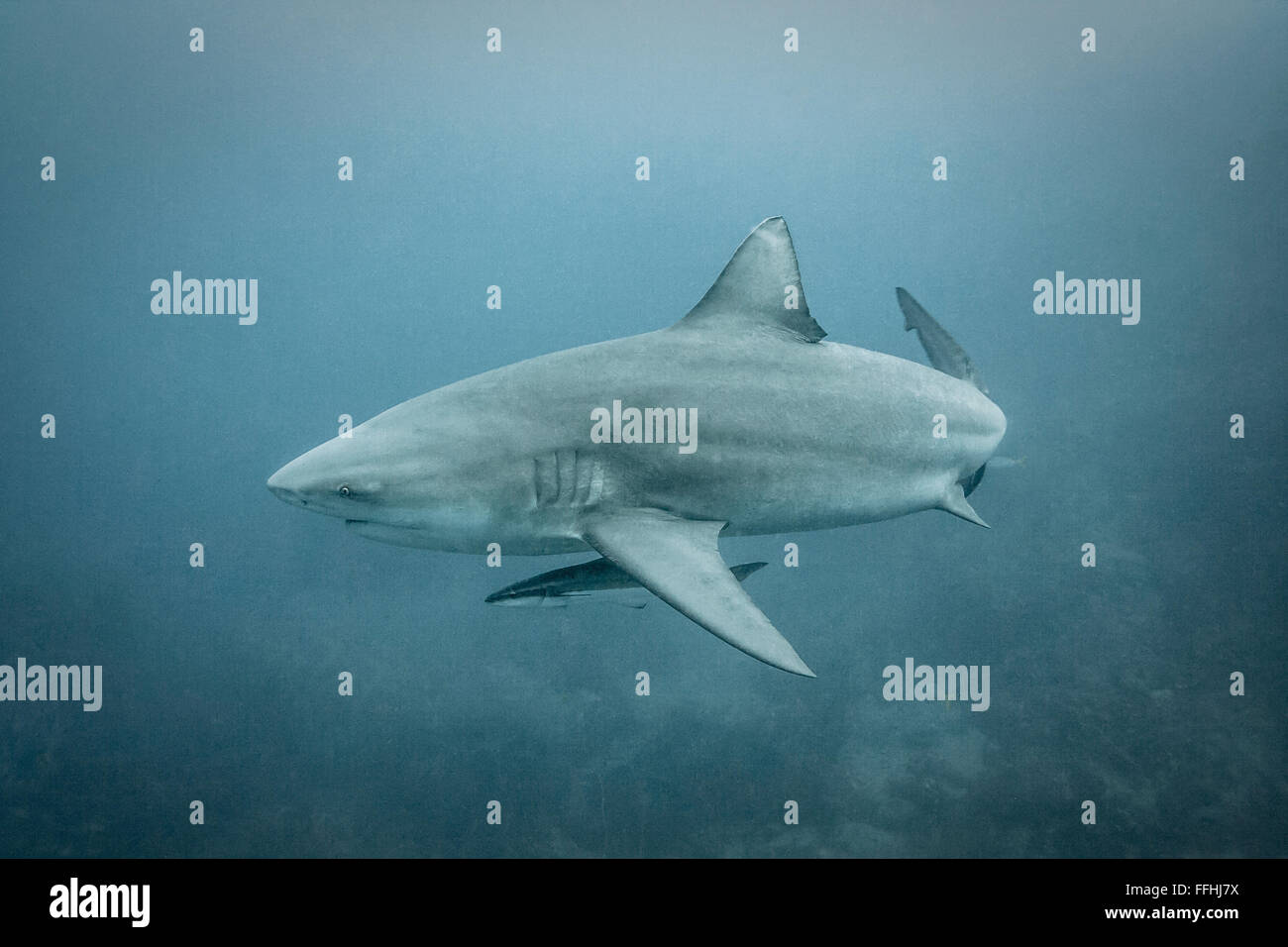 Squalo toro immagini e fotografie stock ad alta risoluzione - Alamy