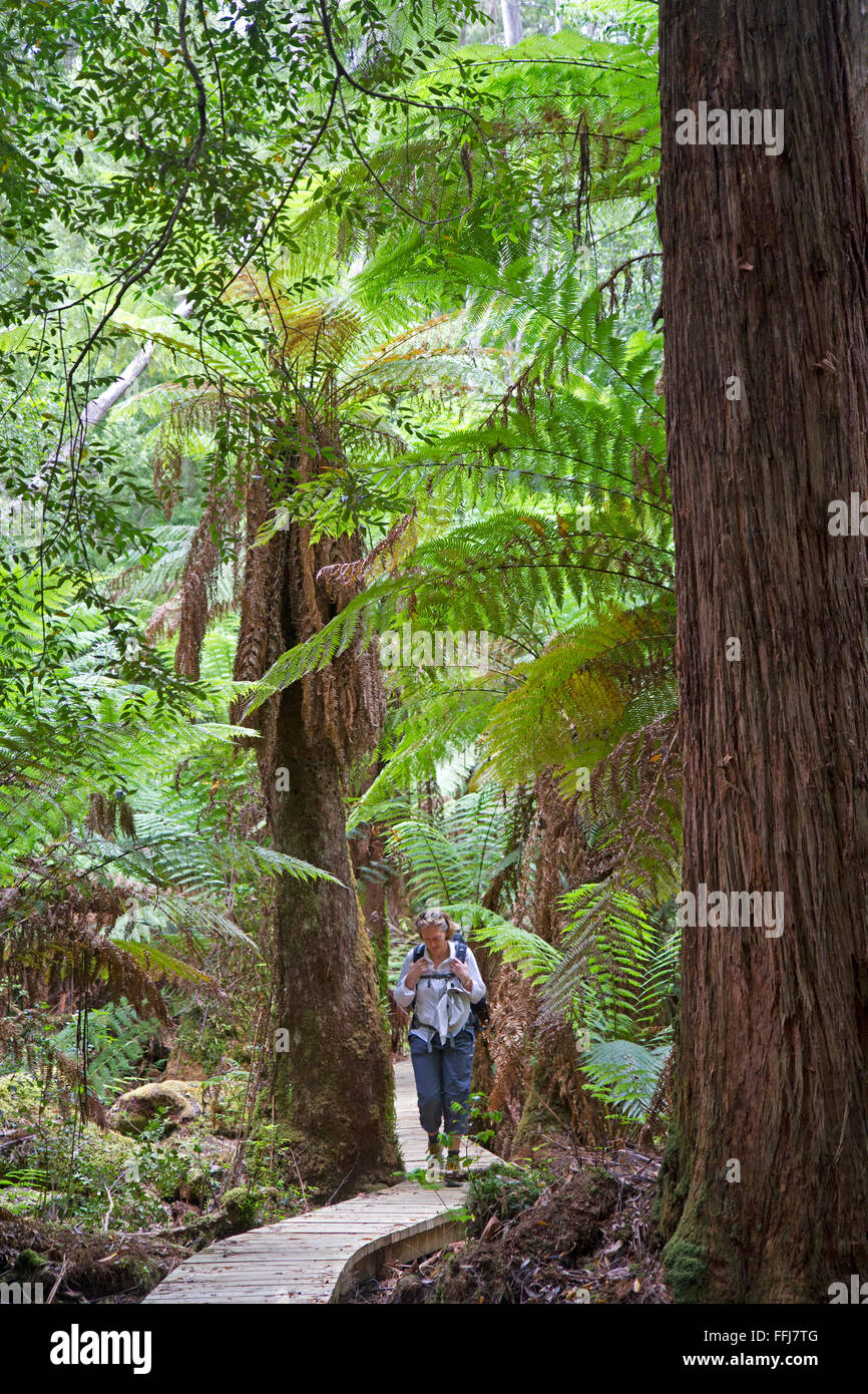 Pista da trekking nella foresta pluviale immagini e fotografie stock ad ...