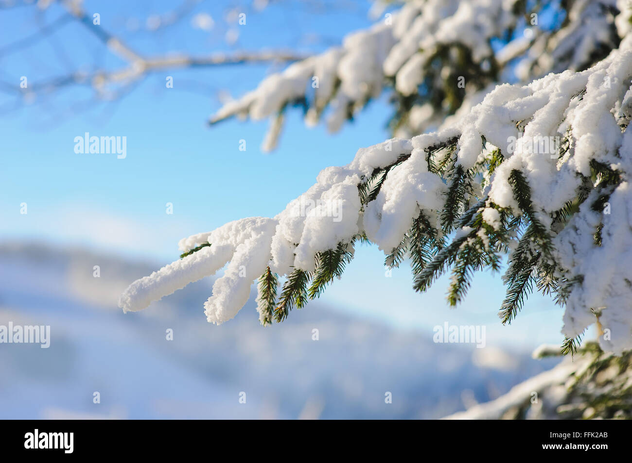 Rami degli alberi coperti immagini e fotografie stock ad alta ...