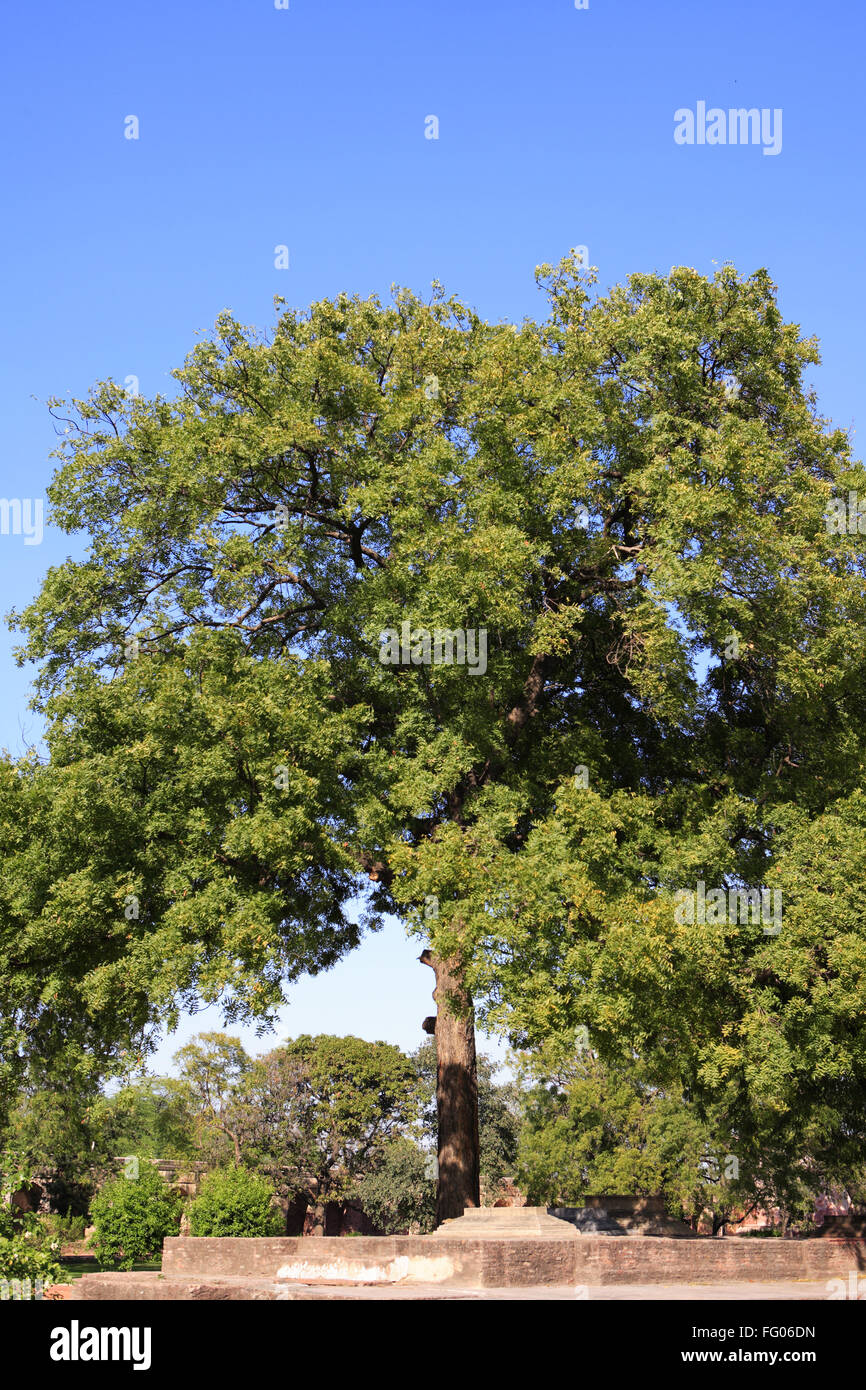 Neem azadirachta indica immagini e fotografie stock ad alta risoluzione ...