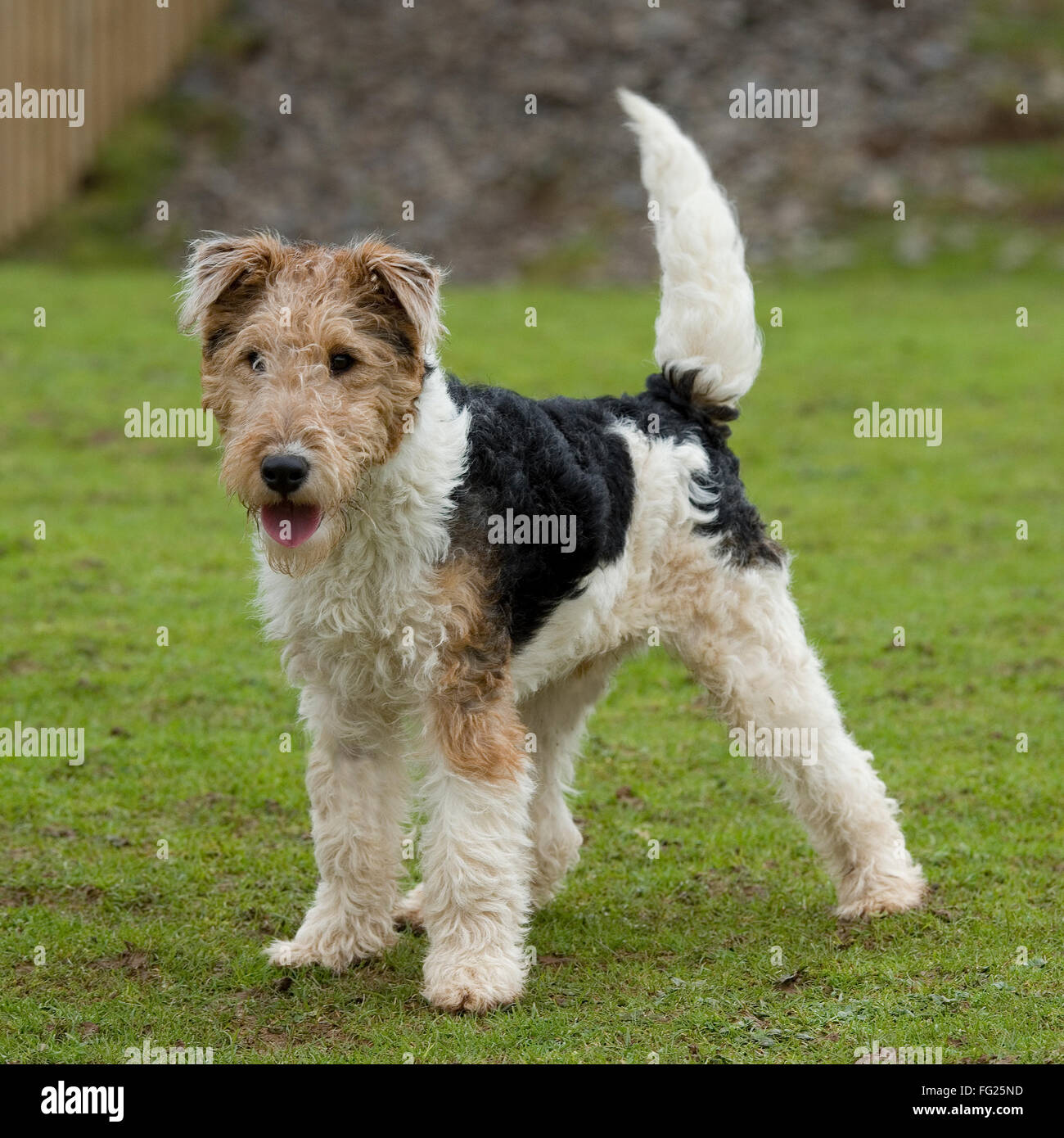 Wirehaired fox terrier Foto stock - Alamy