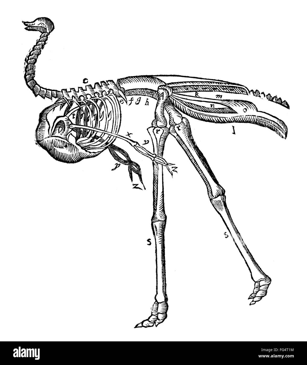 Struzzo, del XVI secolo. /NSkeleton di uno struzzo. Xilografia da ...