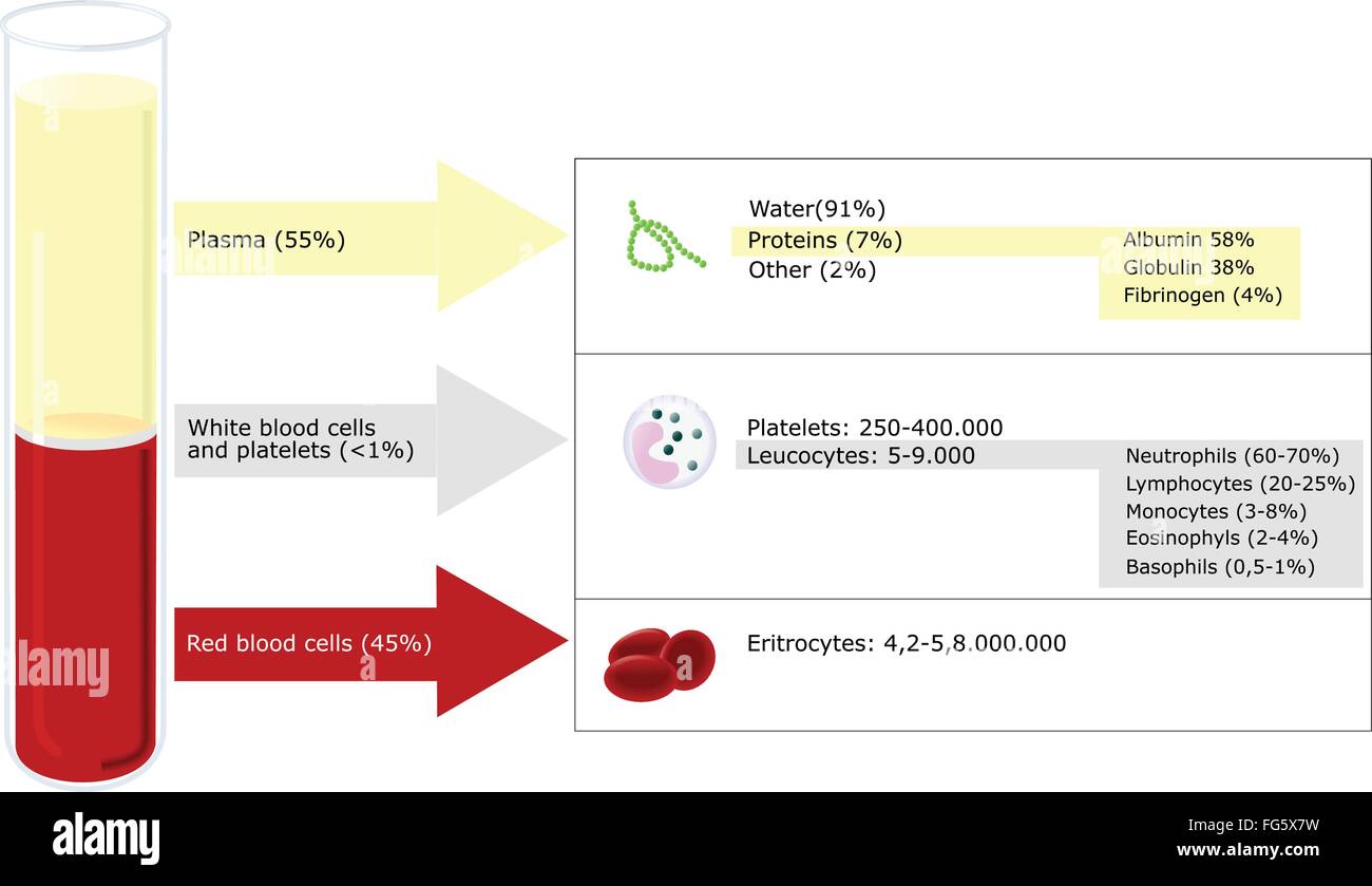 Monociti di sangue bianco immagini e fotografie stock ad alta ...