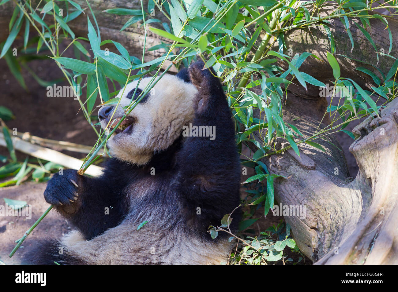 Orso panda prigioniero immagini e fotografie stock ad alta risoluzione ...