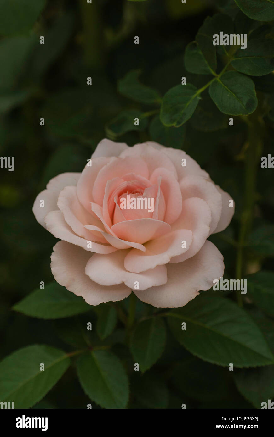 Renaissance fresco immagini e fotografie stock ad alta risoluzione - Alamy