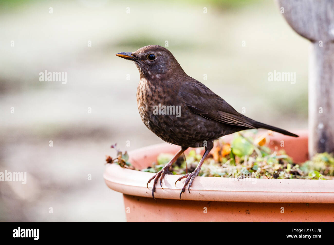 Merlo In Giardino Immagini e Fotos Stock - Alamy
