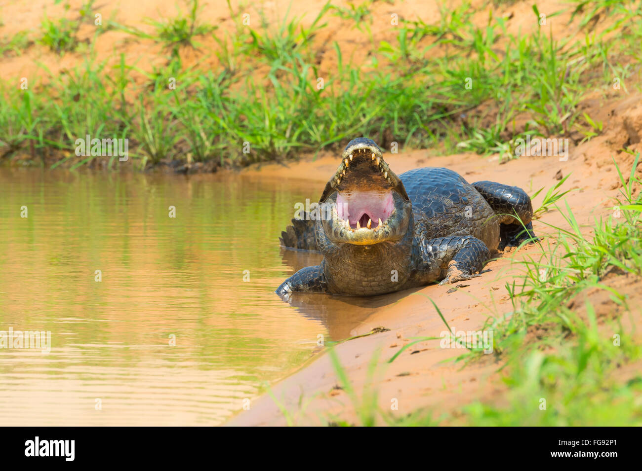 Caimano paraguaiano immagini e fotografie stock ad alta risoluzione - Alamy