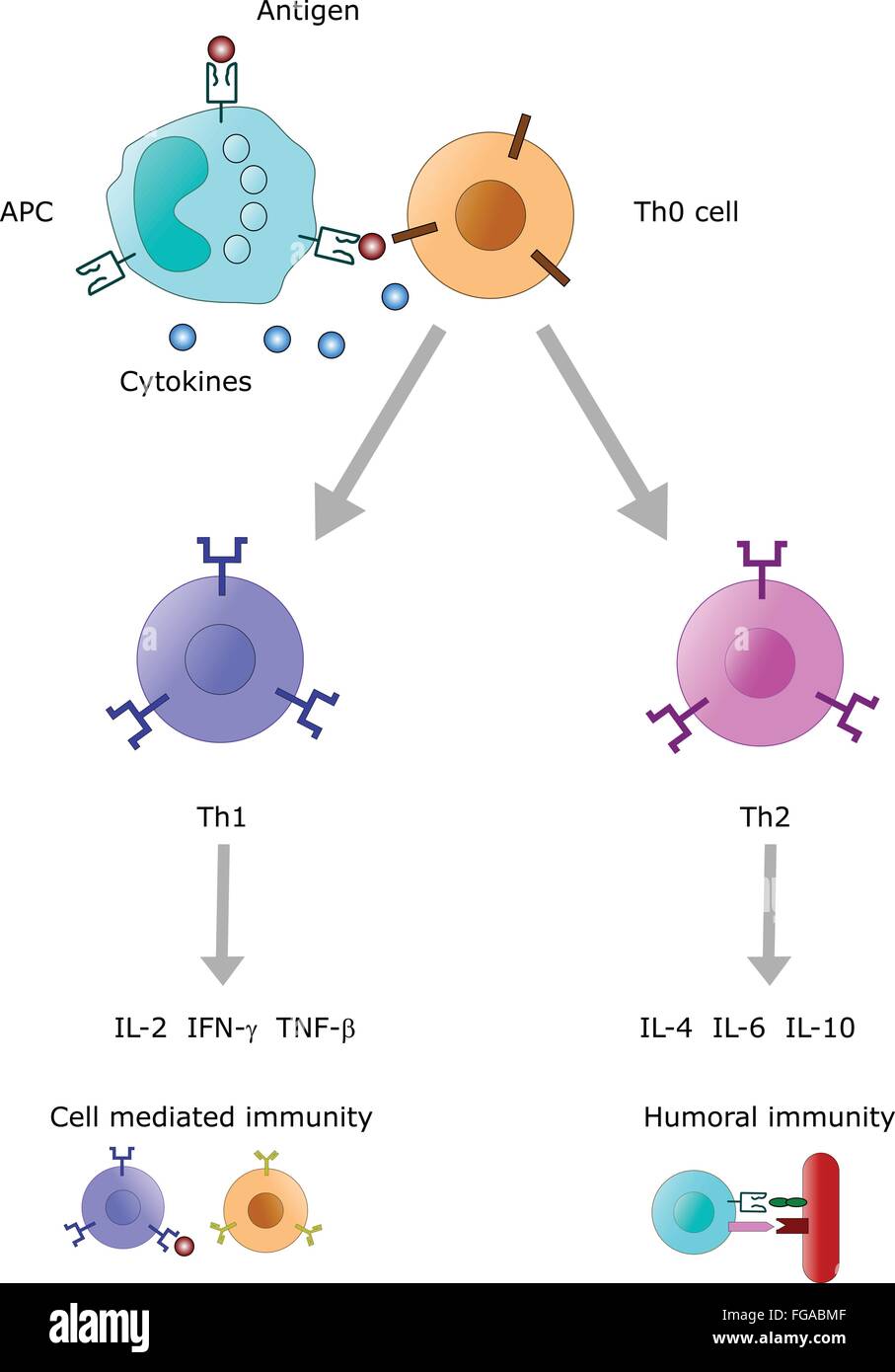 Tnf Beta Immagini e Fotos Stock - Alamy