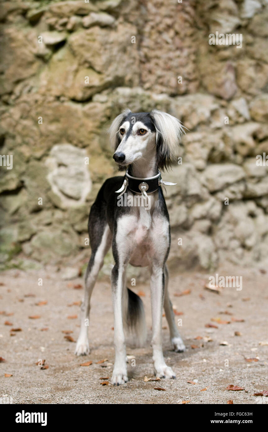 Levriero persiano o cane gazzelle immagini e fotografie stock ad alta ...