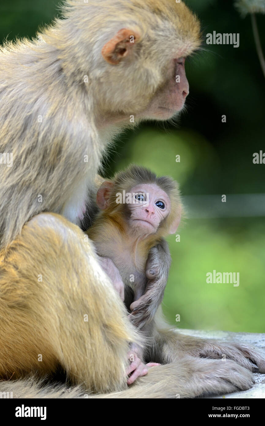India macaca mulatta primate old world rhesus monkey macaque immagini e ...