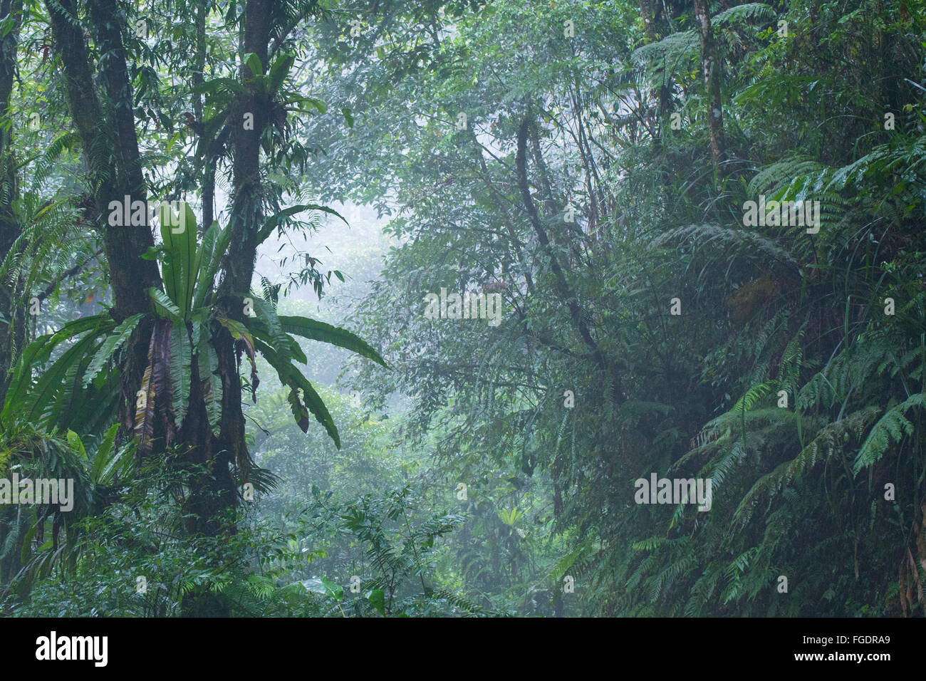 Bird's Nest felci nel fresco della foresta pluviale montane, Gunung ...