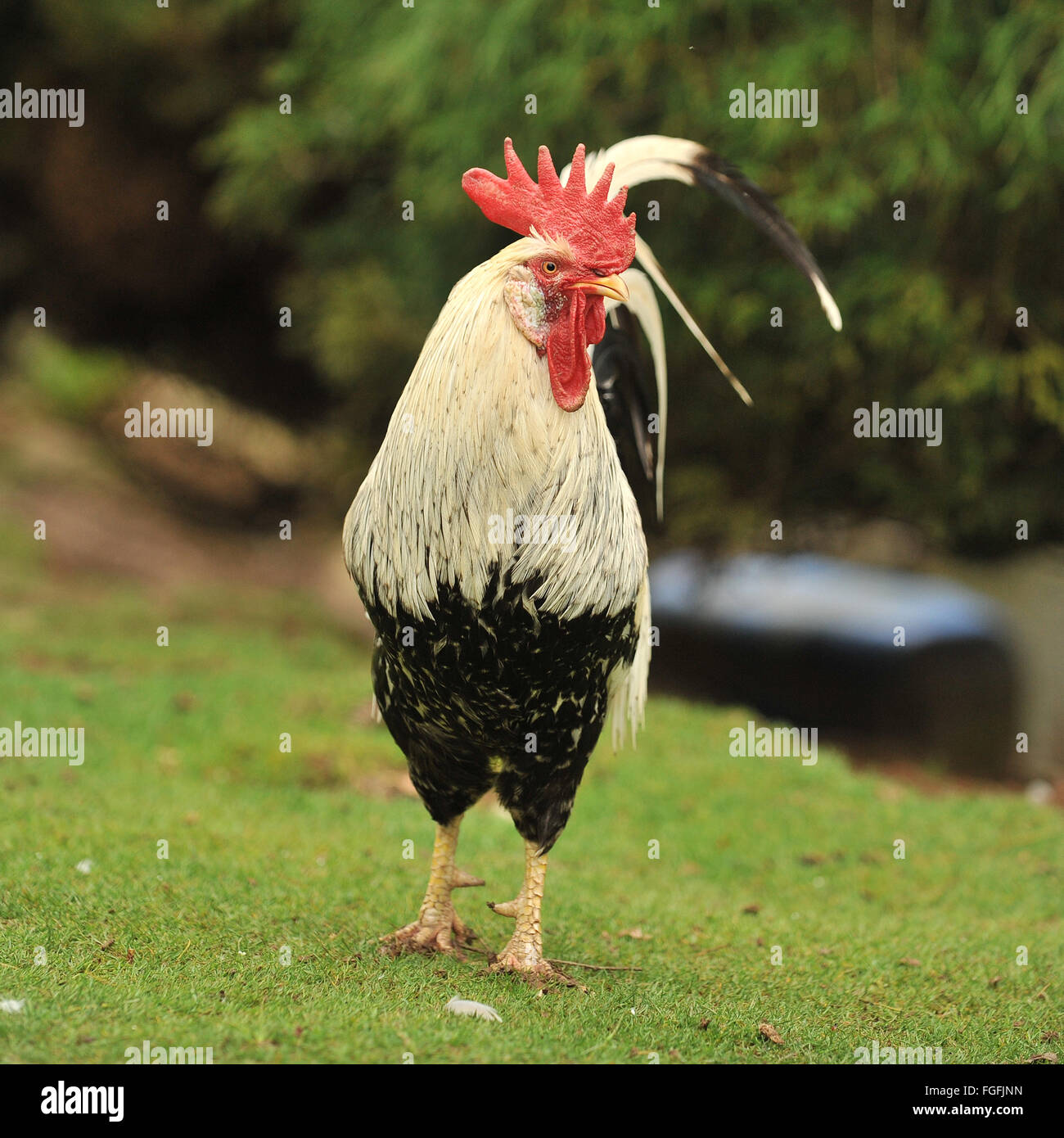 Galletto bantam immagini e fotografie stock ad alta risoluzione - Alamy