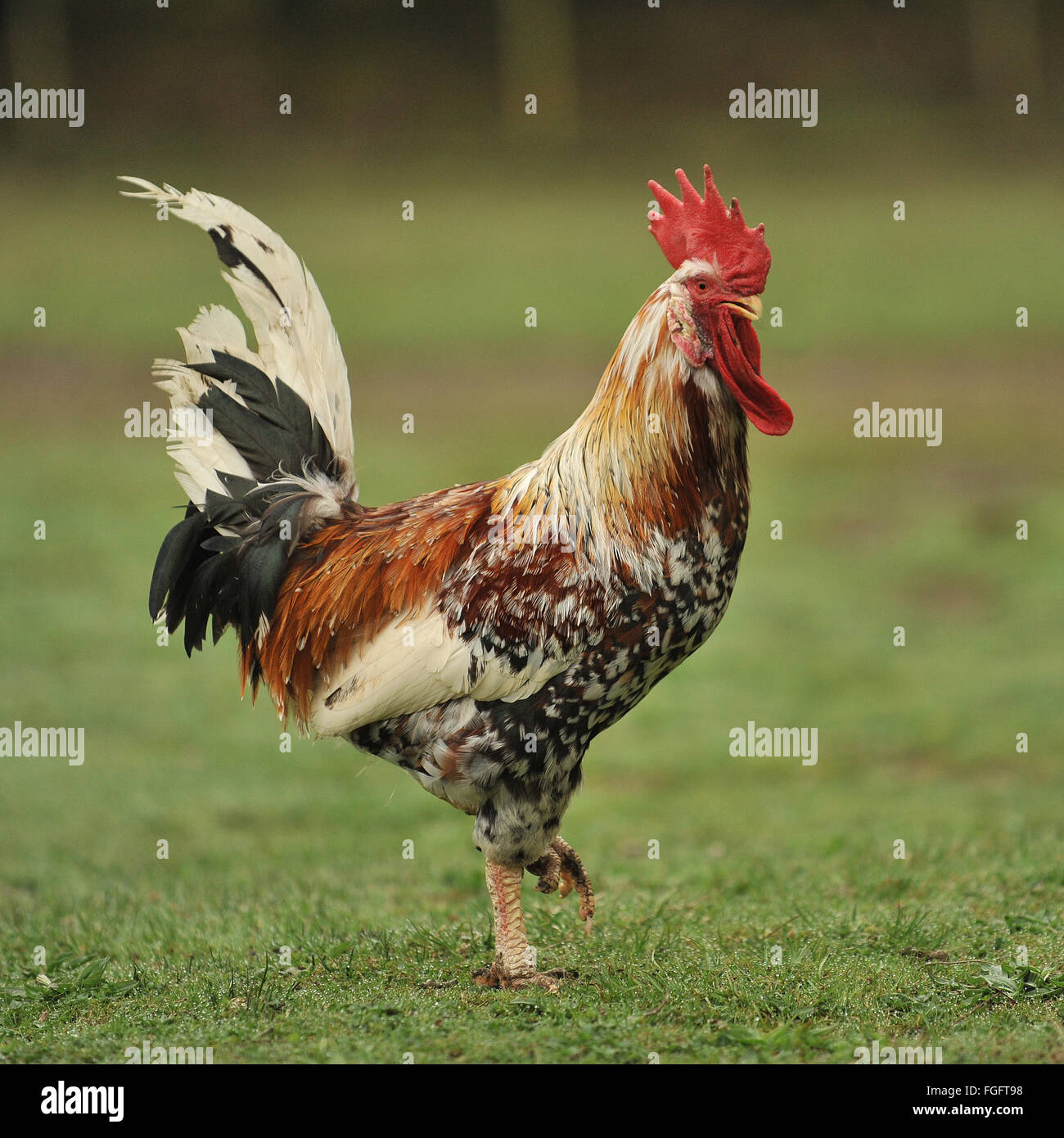 Galletto bantam immagini e fotografie stock ad alta risoluzione - Alamy